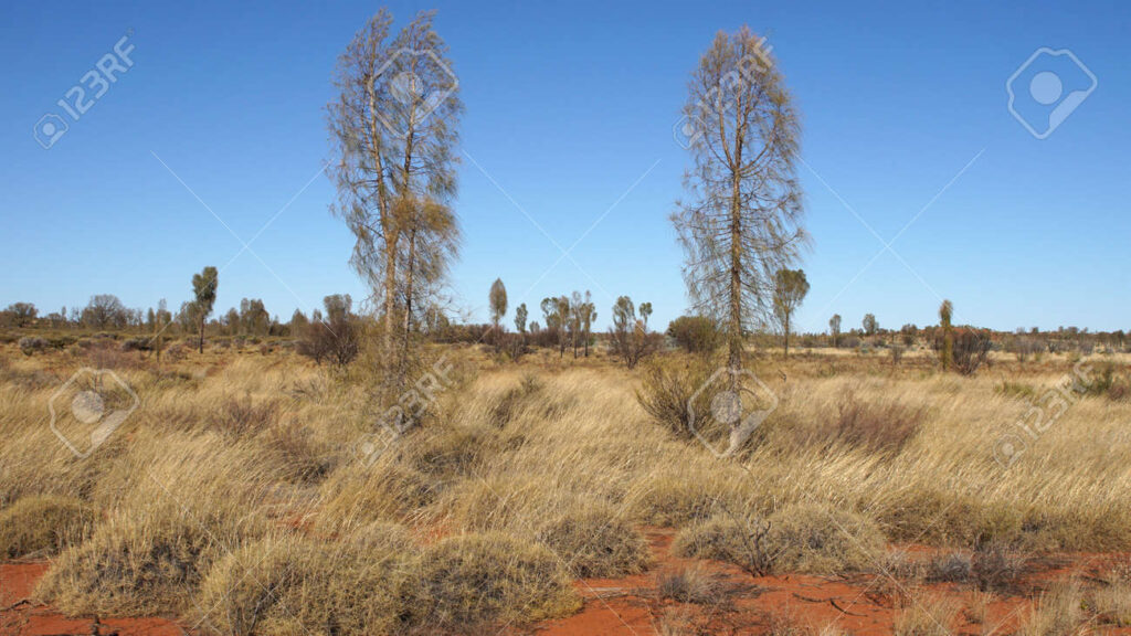 Flora in the Outback - Australia Pathways